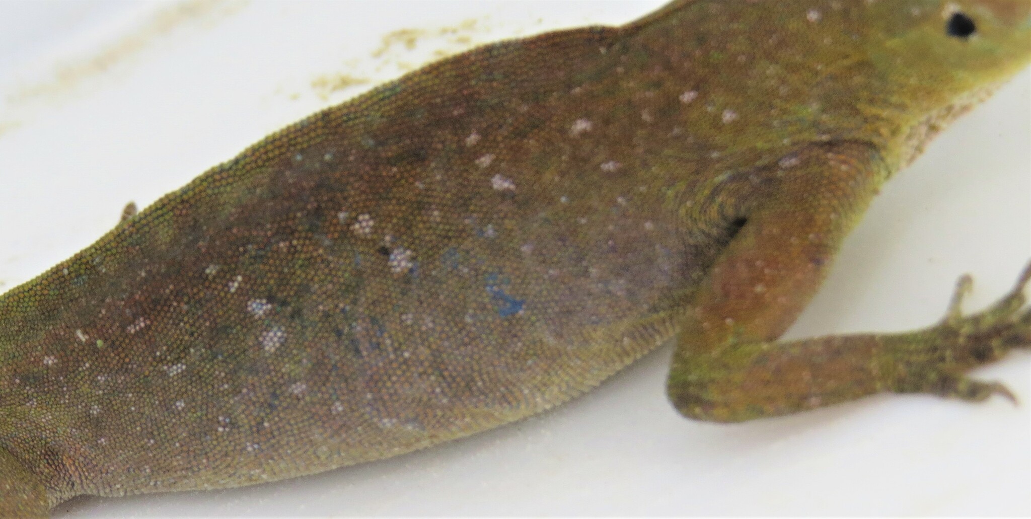 Anolis punctatus Daudin, 1802