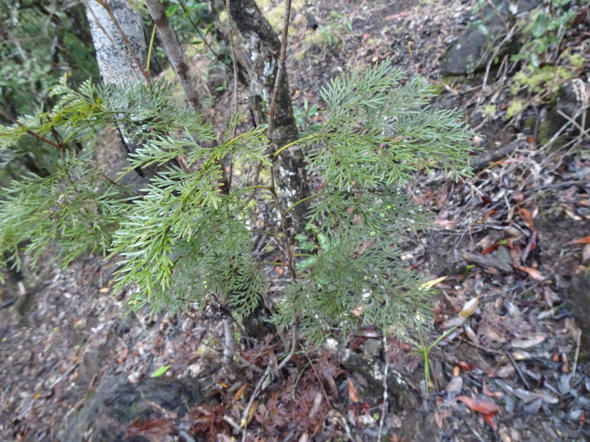 Stenocarpus milnei Hook.