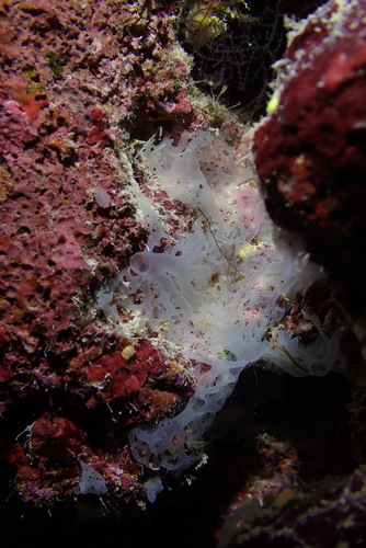 Clathrina sinusarabica · iNaturalist