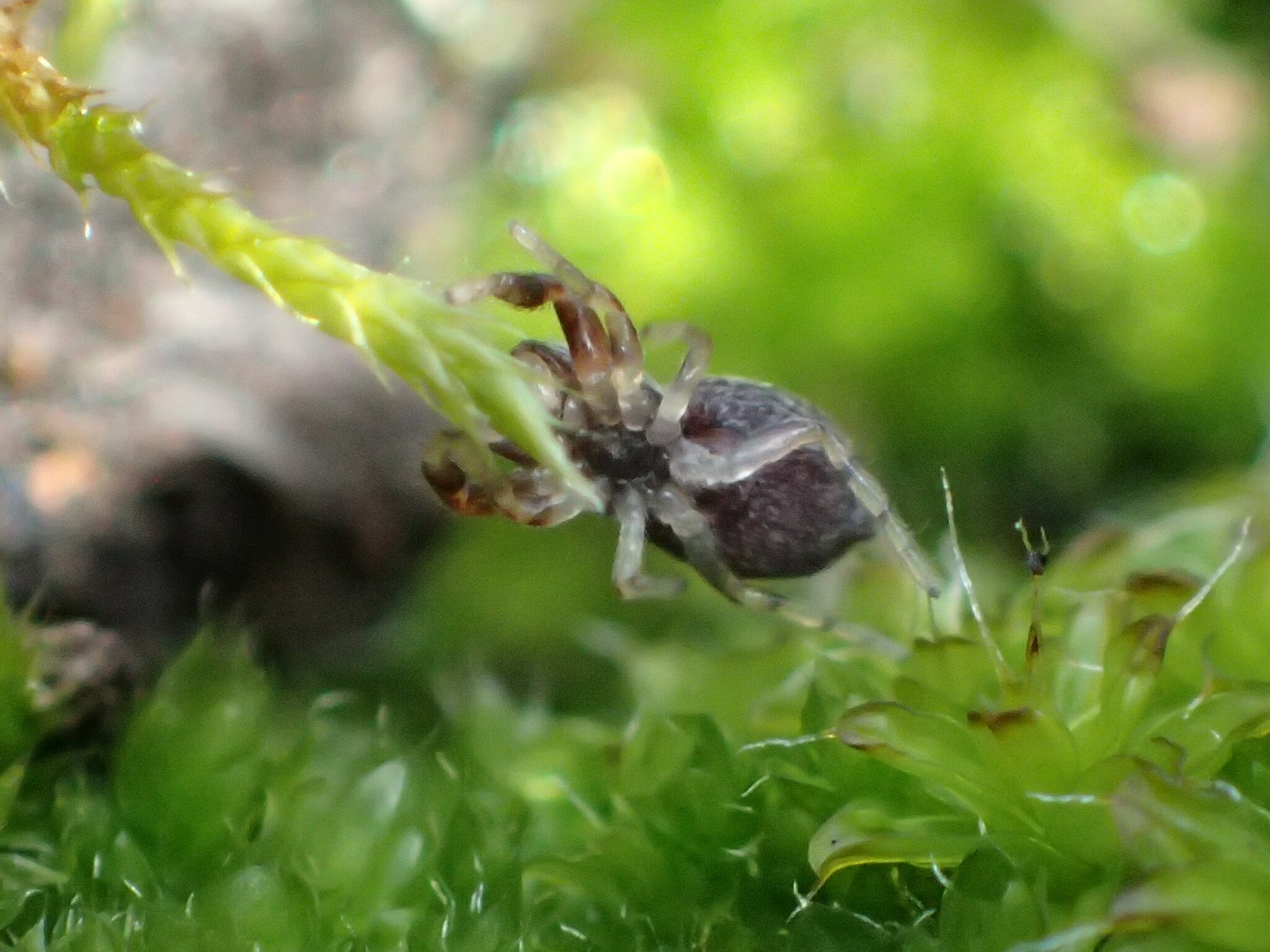 Ballus chalybeius (Walckenaer, 1802)