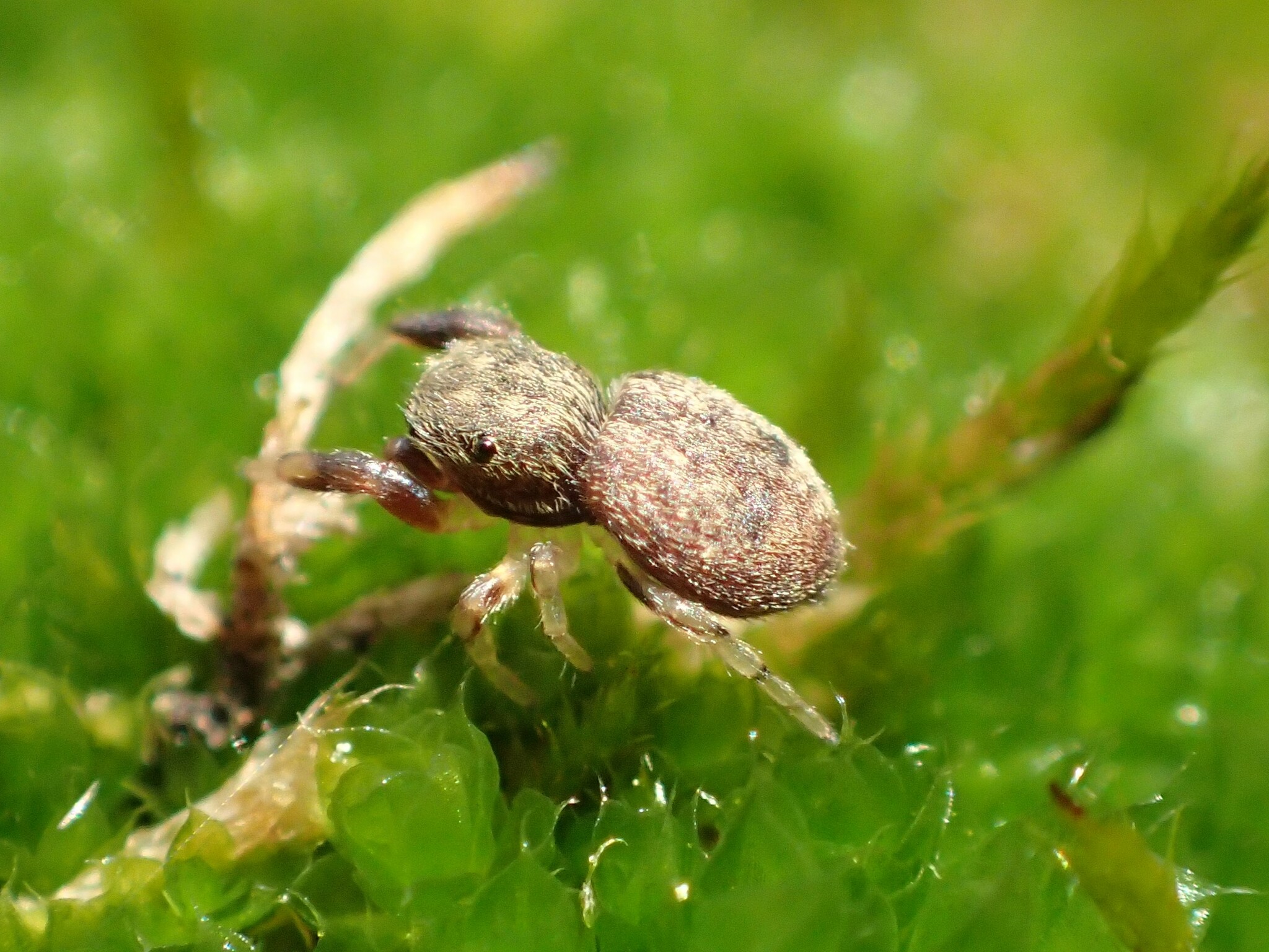 Ballus chalybeius (Walckenaer, 1802)