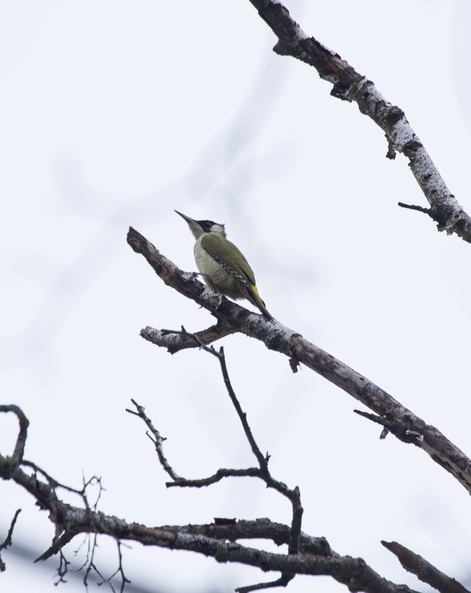 Picus viridis Linnaeus, 1758