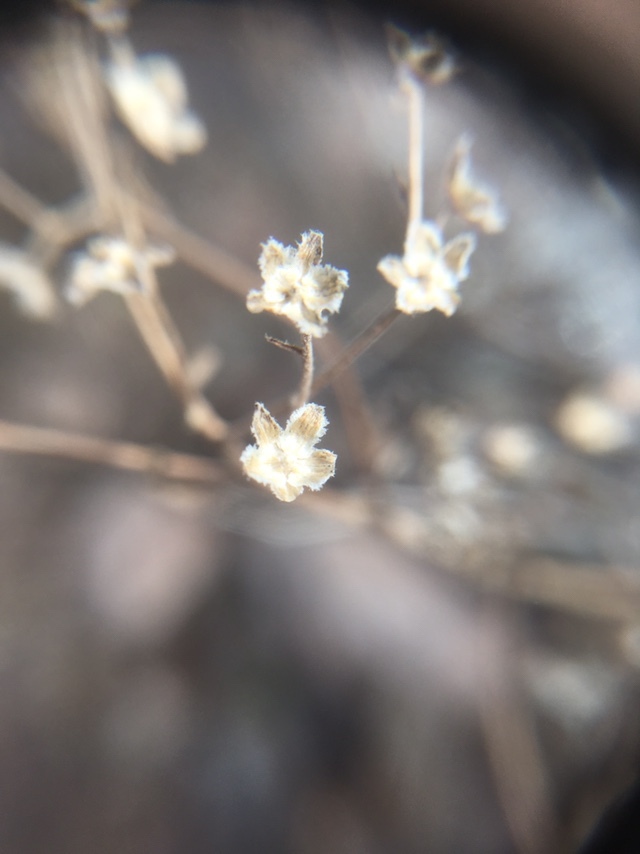 Parthenium incanum Kunth