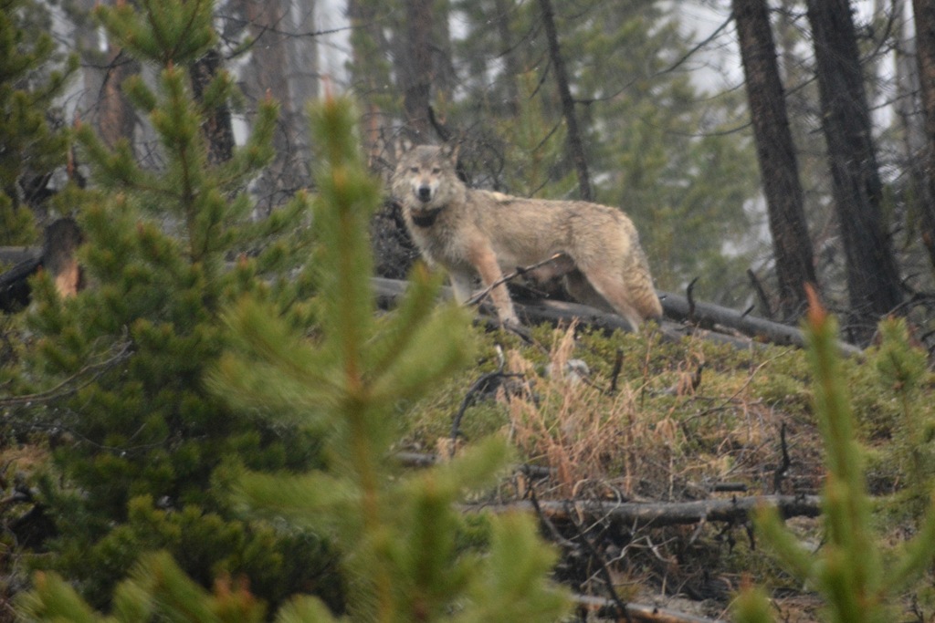 Gray Wolf in May 2019 by willbrooks · iNaturalist