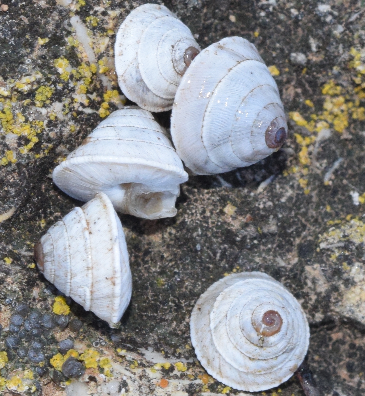 Trochoidea elegans (Gmelin, 1791)