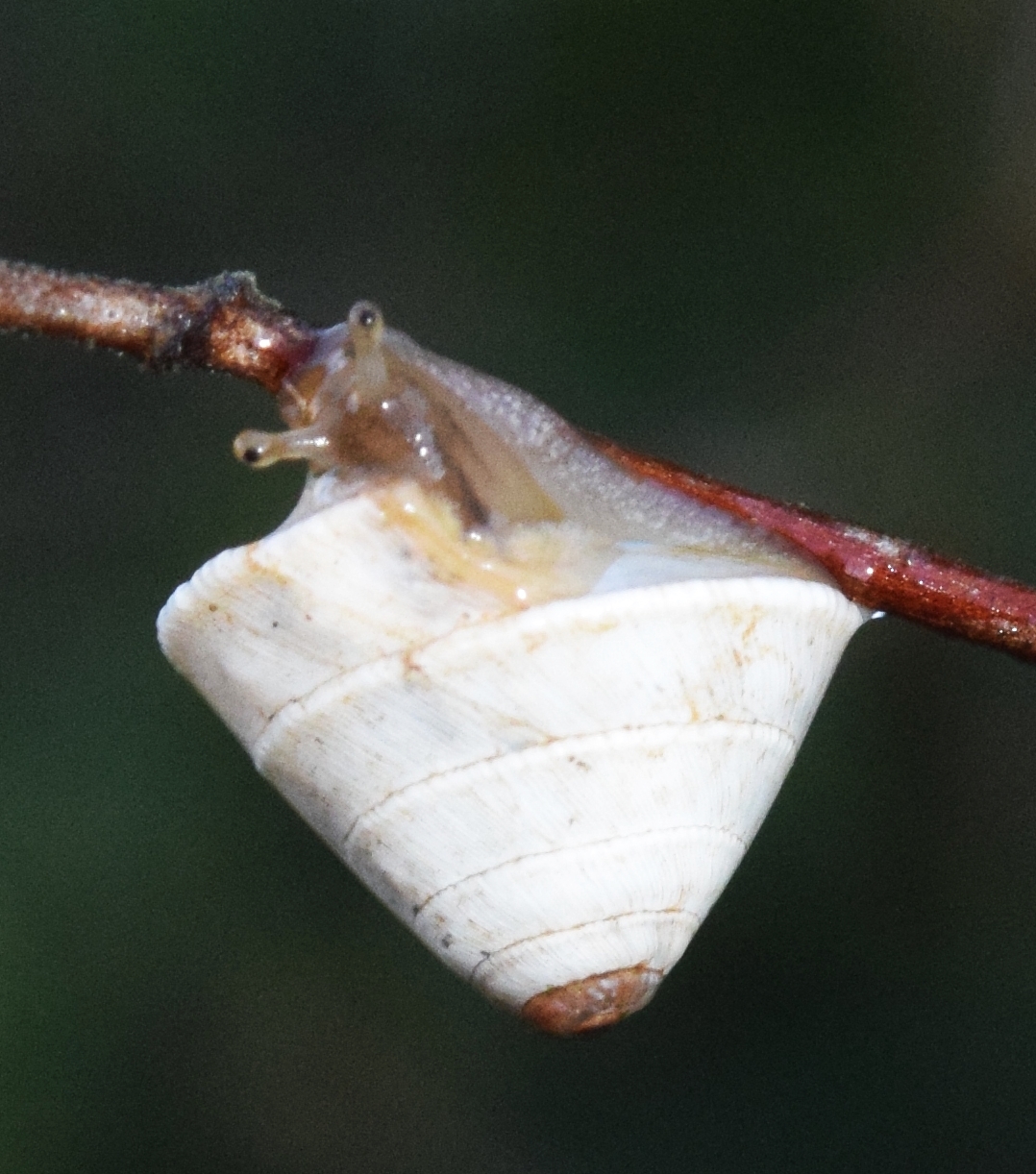 Trochoidea elegans (Gmelin, 1791)