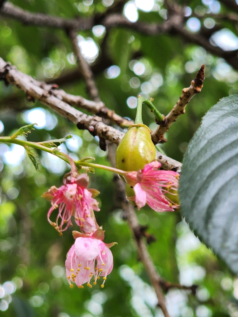 Japanese Cherry from K7 - CL90, Bogotá, Colombia on January 14, 2023 at ...