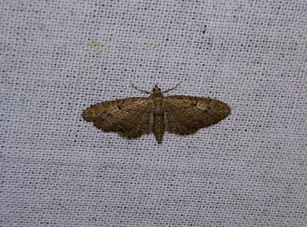 Juniper Pug from Рустай on August 17, 2022 at 11:03 PM by echeveria ...