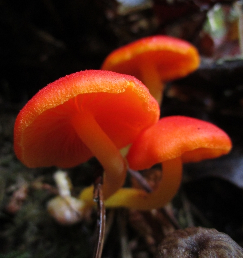 Scarlet Waxy Cap from White Island Shores, Wareham, MA 02538, USA on ...
