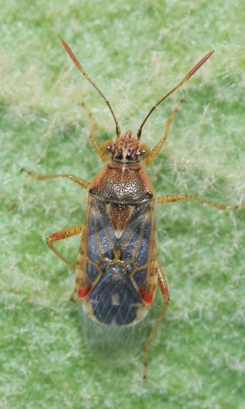 Liorhyssus hyalinus (Fabricius, 1794)