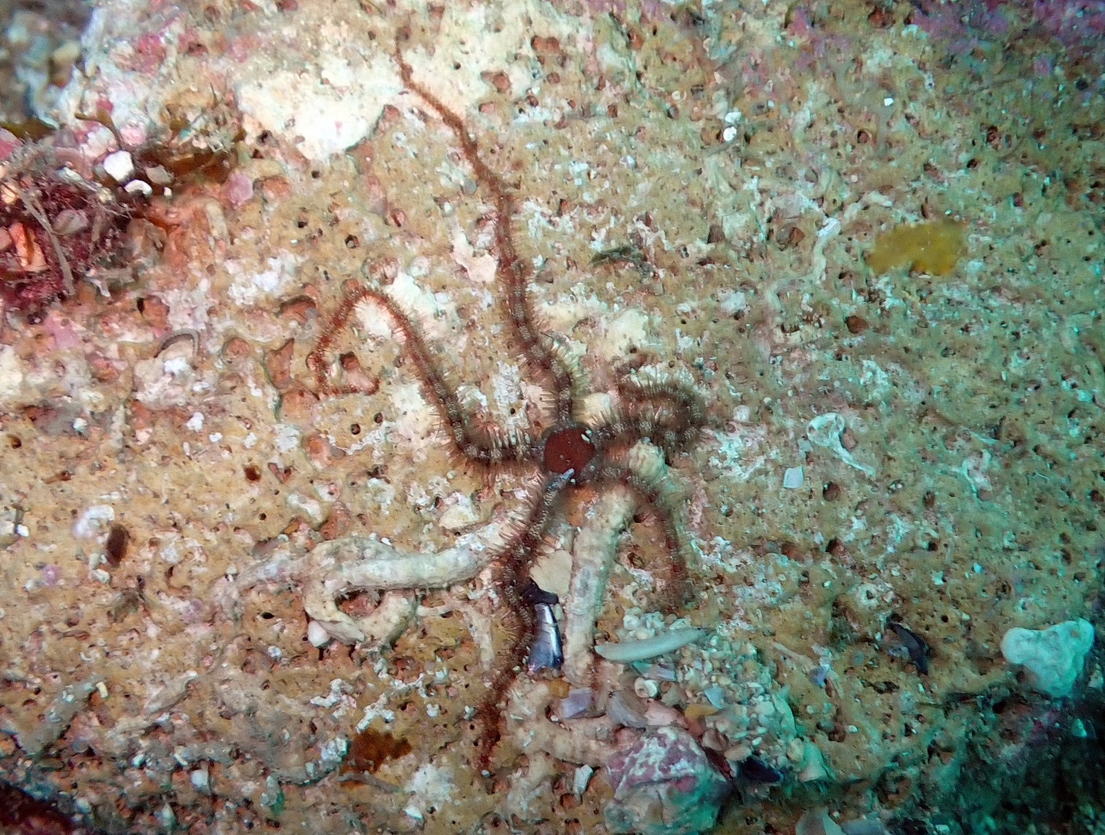 Ophiothrix fragilis (Abildgaard, 1789)