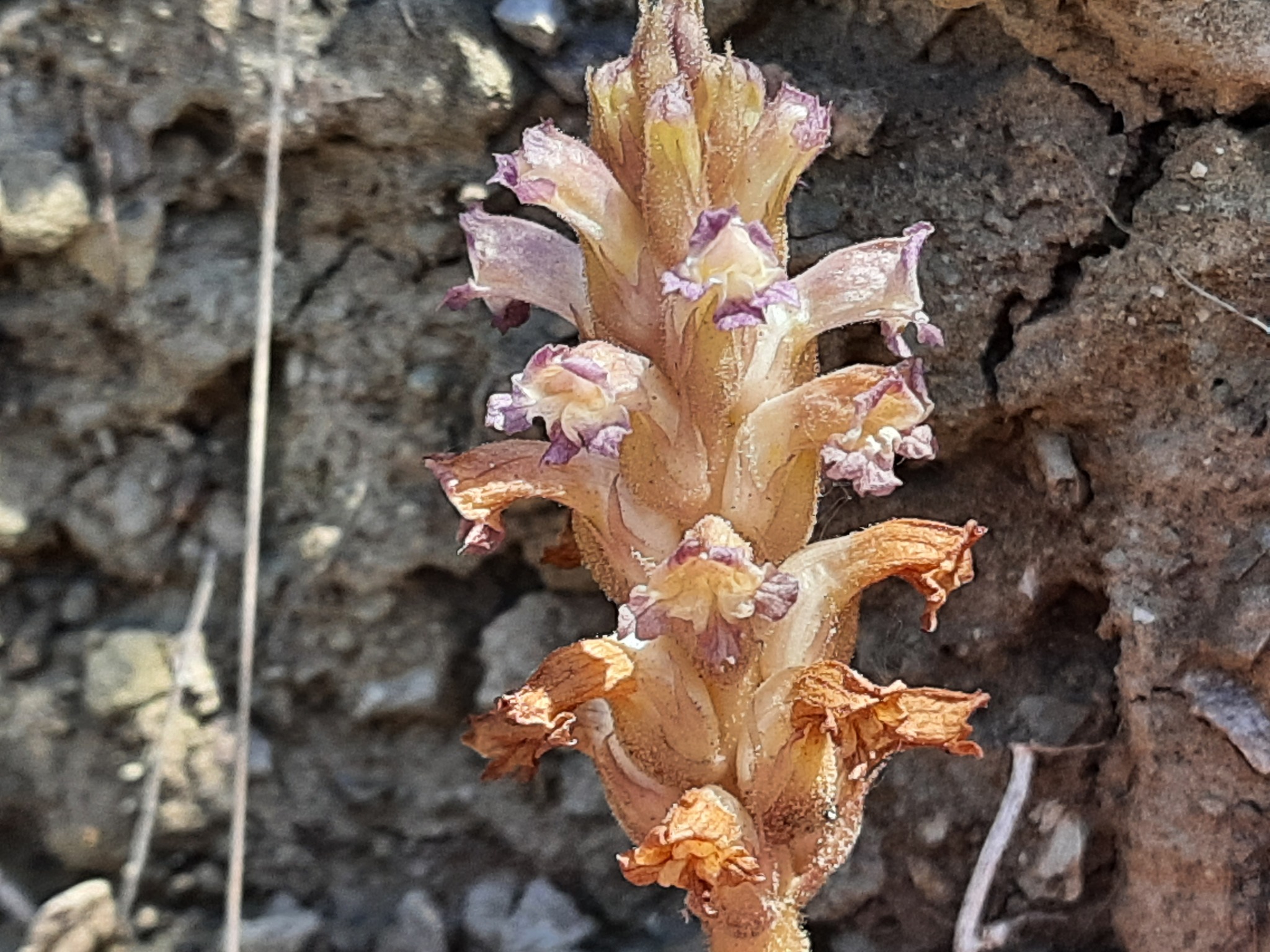 Orobanche cernua Loefl.