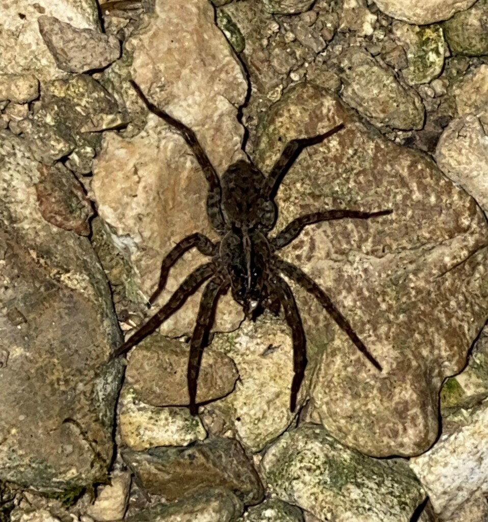 Georgia Wolf Spider from Co. Rd. 142, Jackson County, AL, USA on July ...
