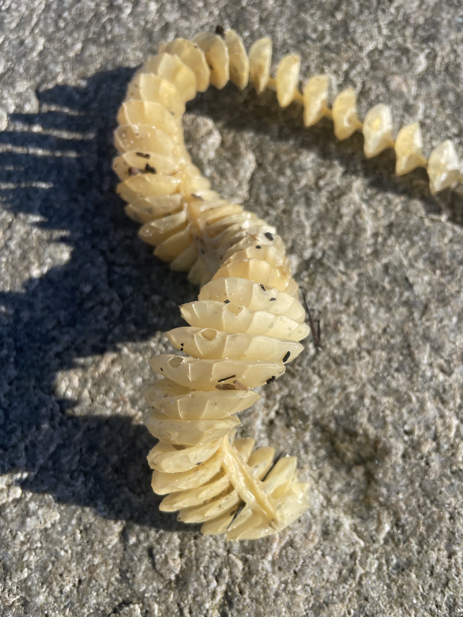 Busycotypus canaliculatus (Linnaeus, 1758)