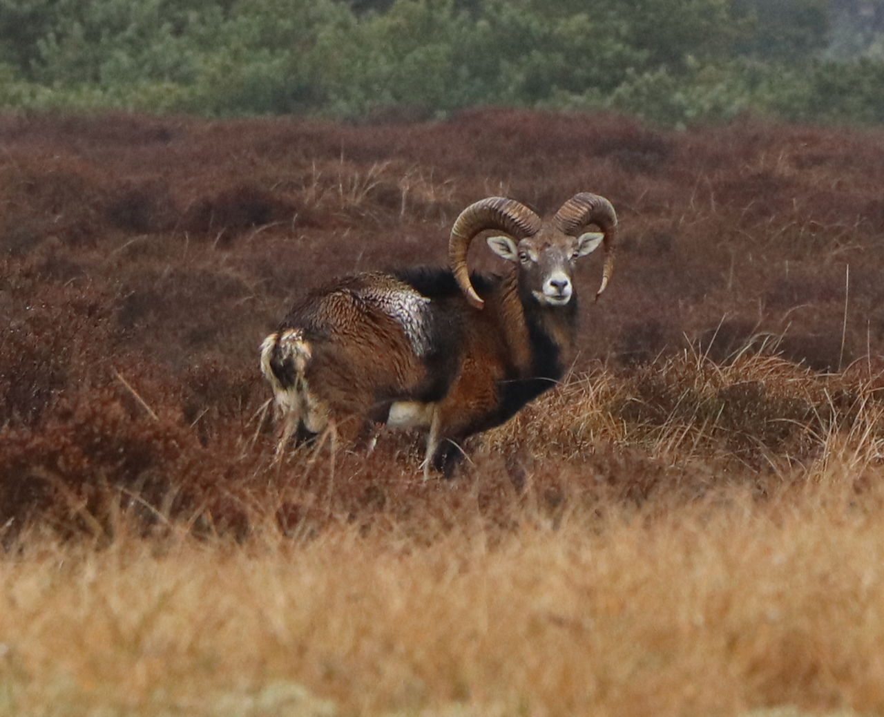 Ovis aries Linnaeus, 1758