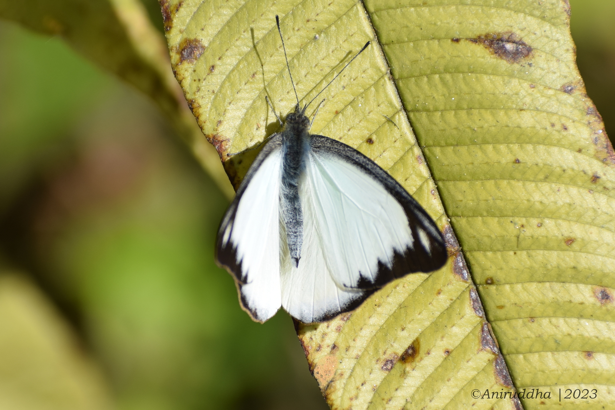 Appias lyncida (Cramer, 1779)