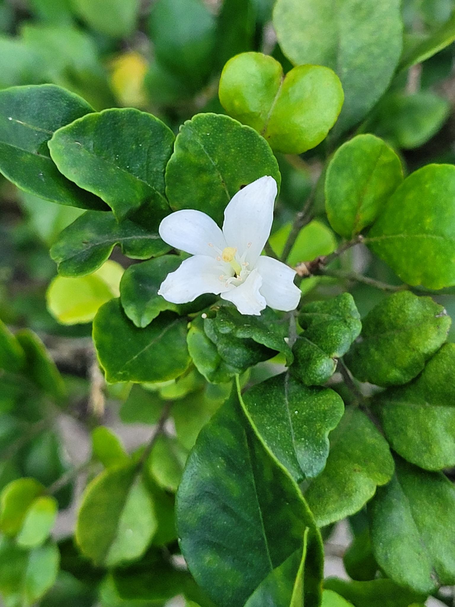 Murraya J.Koenig ex L.