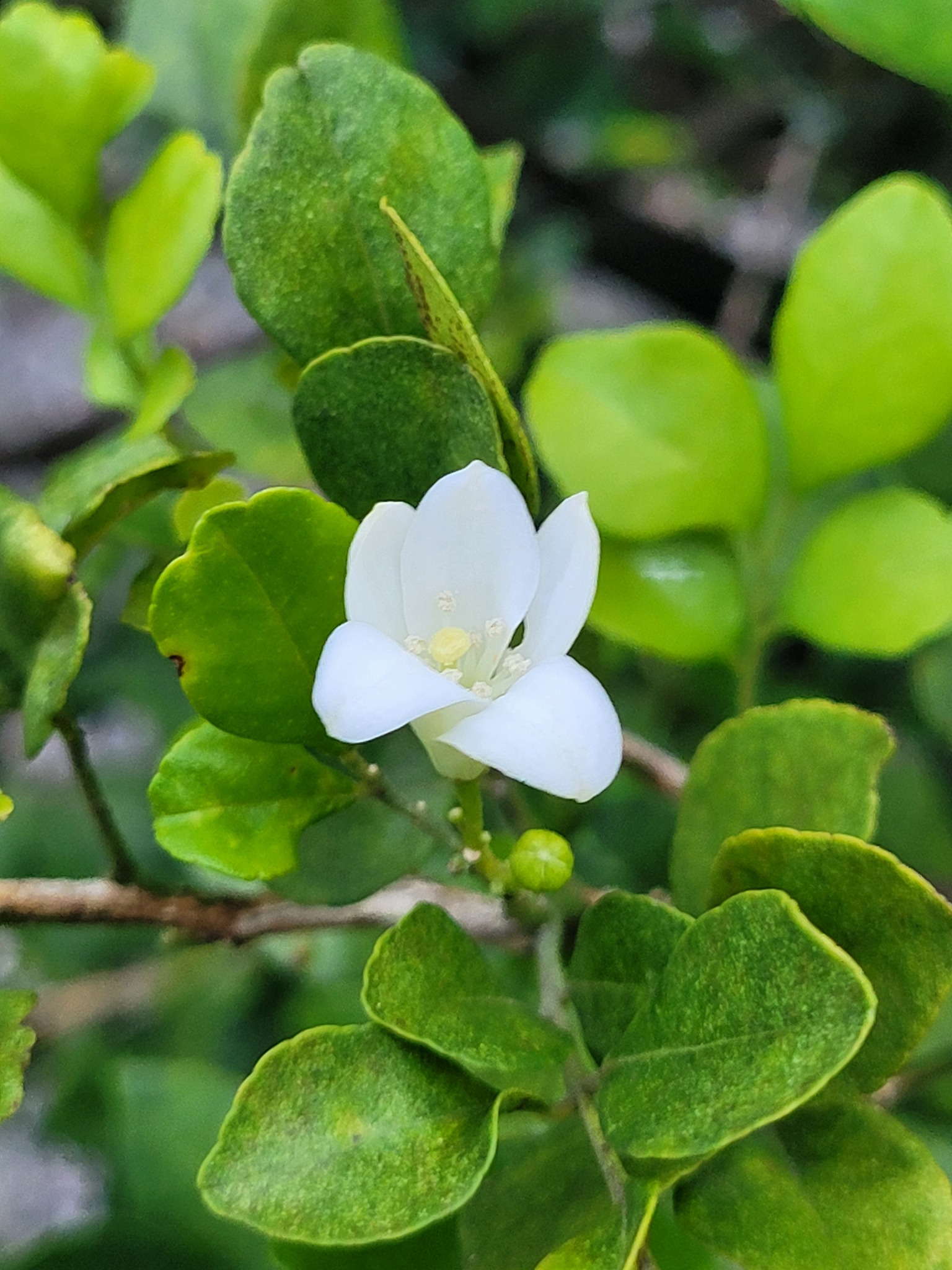 Murraya J.Koenig ex L.