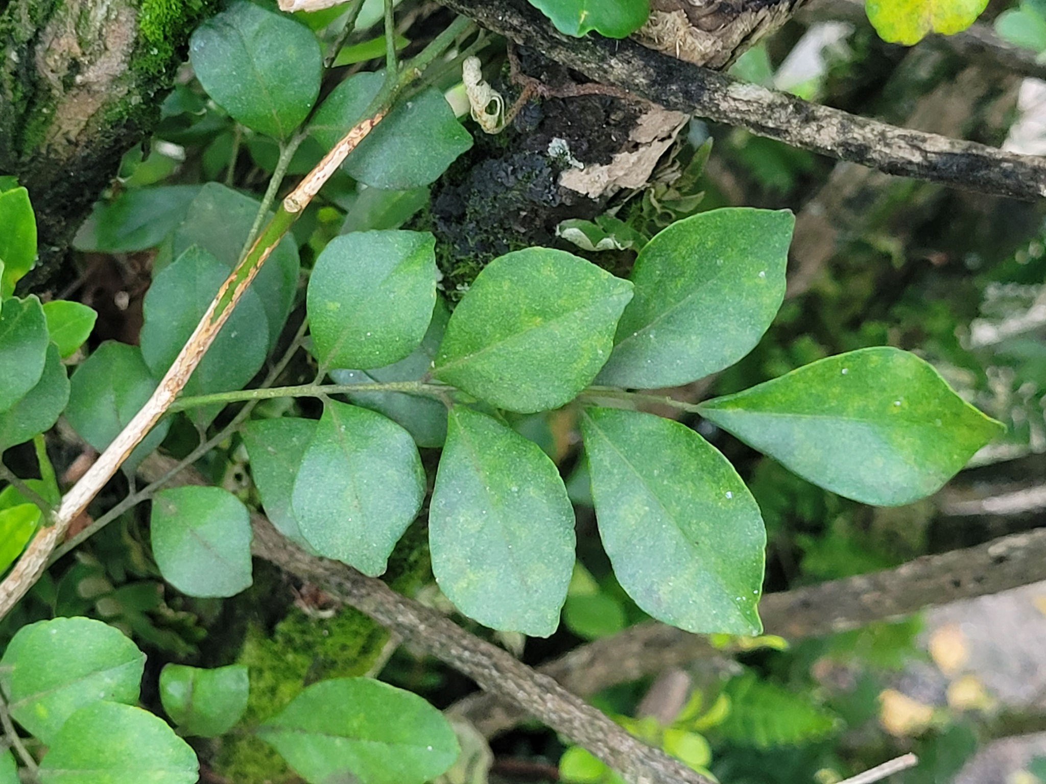 Murraya J.Koenig ex L.