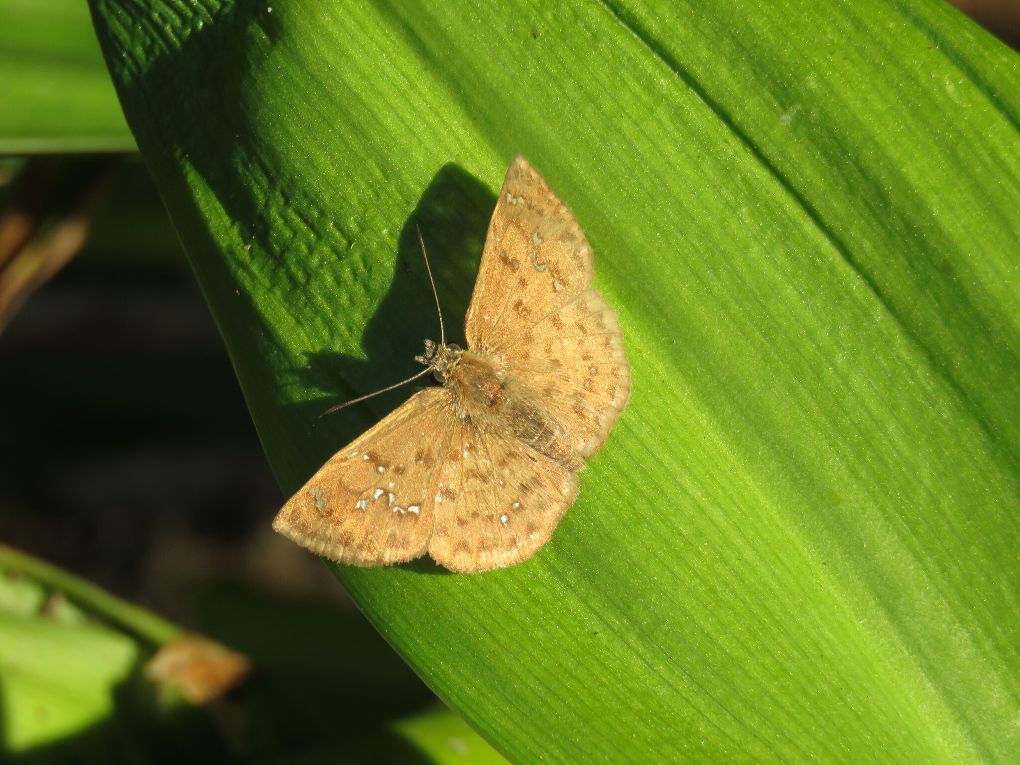 Carrhenes Godman & Salvin, 1895