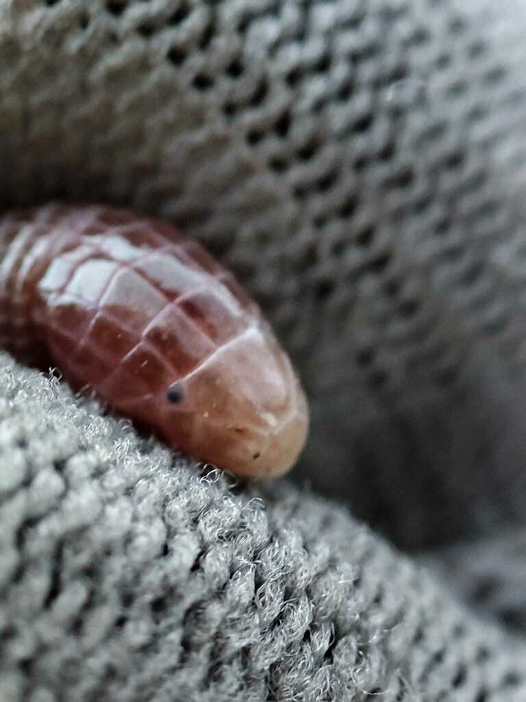 Southwest Iberian Worm Lizard from Málaga, España on January 14, 2023 ...