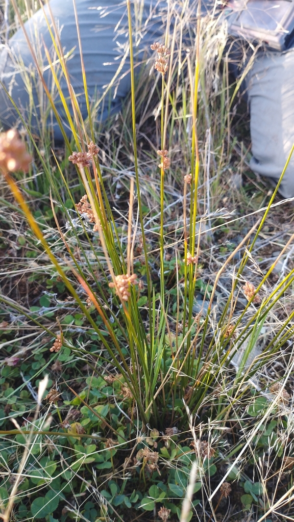 Juncus distegus from Woolston, Christchurch, New Zealand on January 14 ...