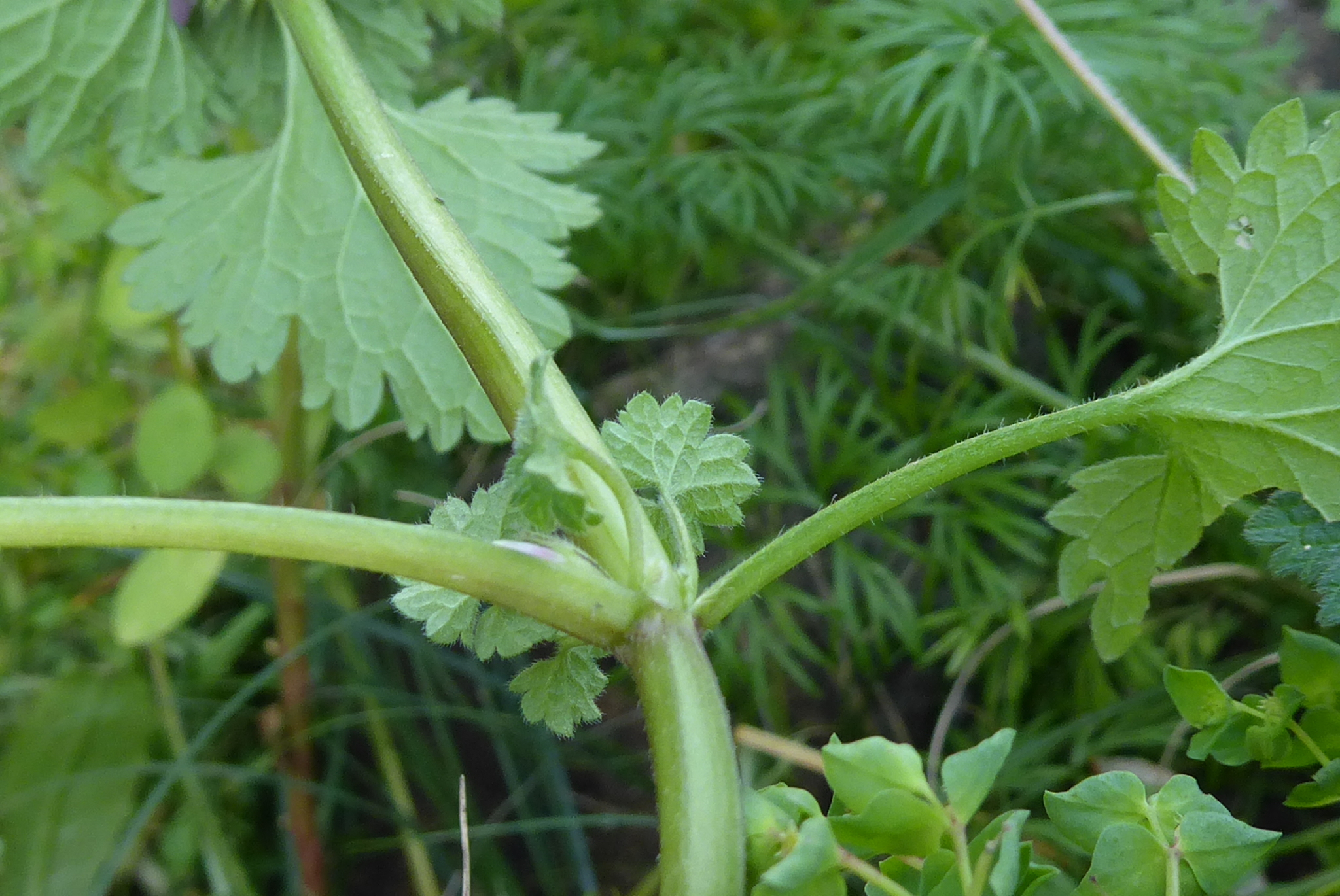 Lamium purpureum var. hybridum (Vill.) Vill.