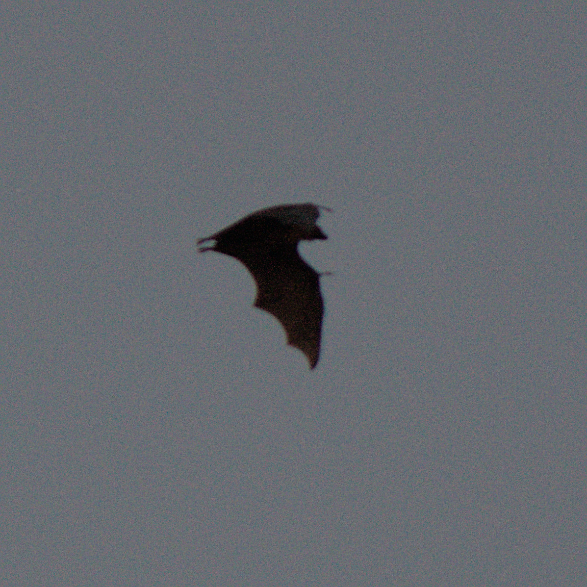 Pteropus Brisson, 1762