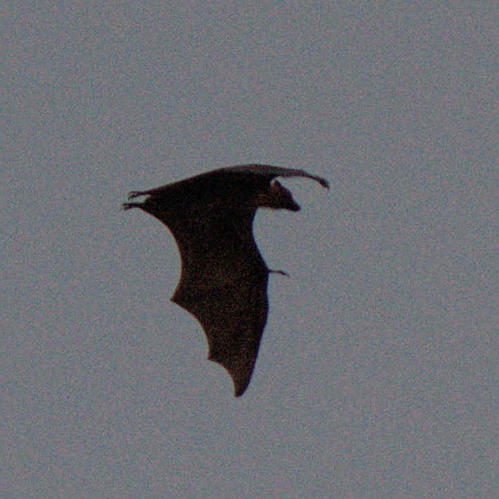 Pteropus vampyrus (Linnaeus, 1758)