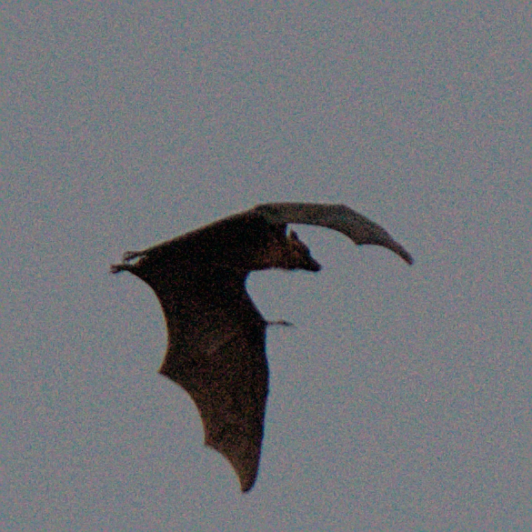 Pteropus Brisson, 1762