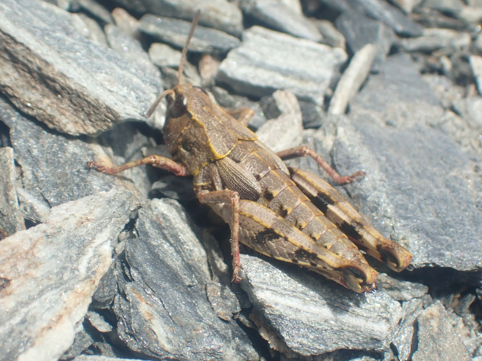 Sigaus australis (Hutton, 1898)