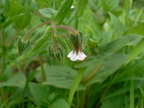 Trichodesma amplexicaule · iNaturalist