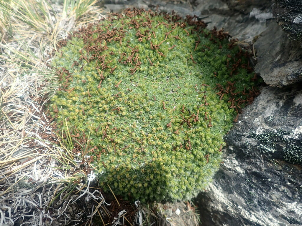 Myosotis pulvinaris from Wye Creek 9371, New Zealand on January 10 ...