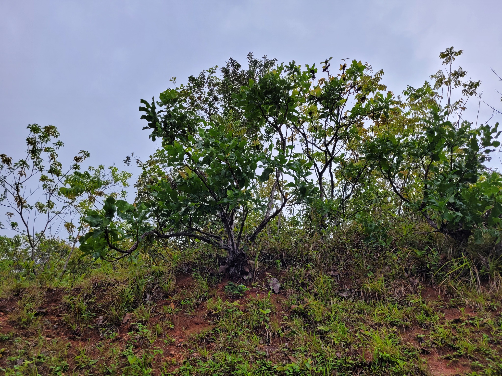 Curatella americana L.