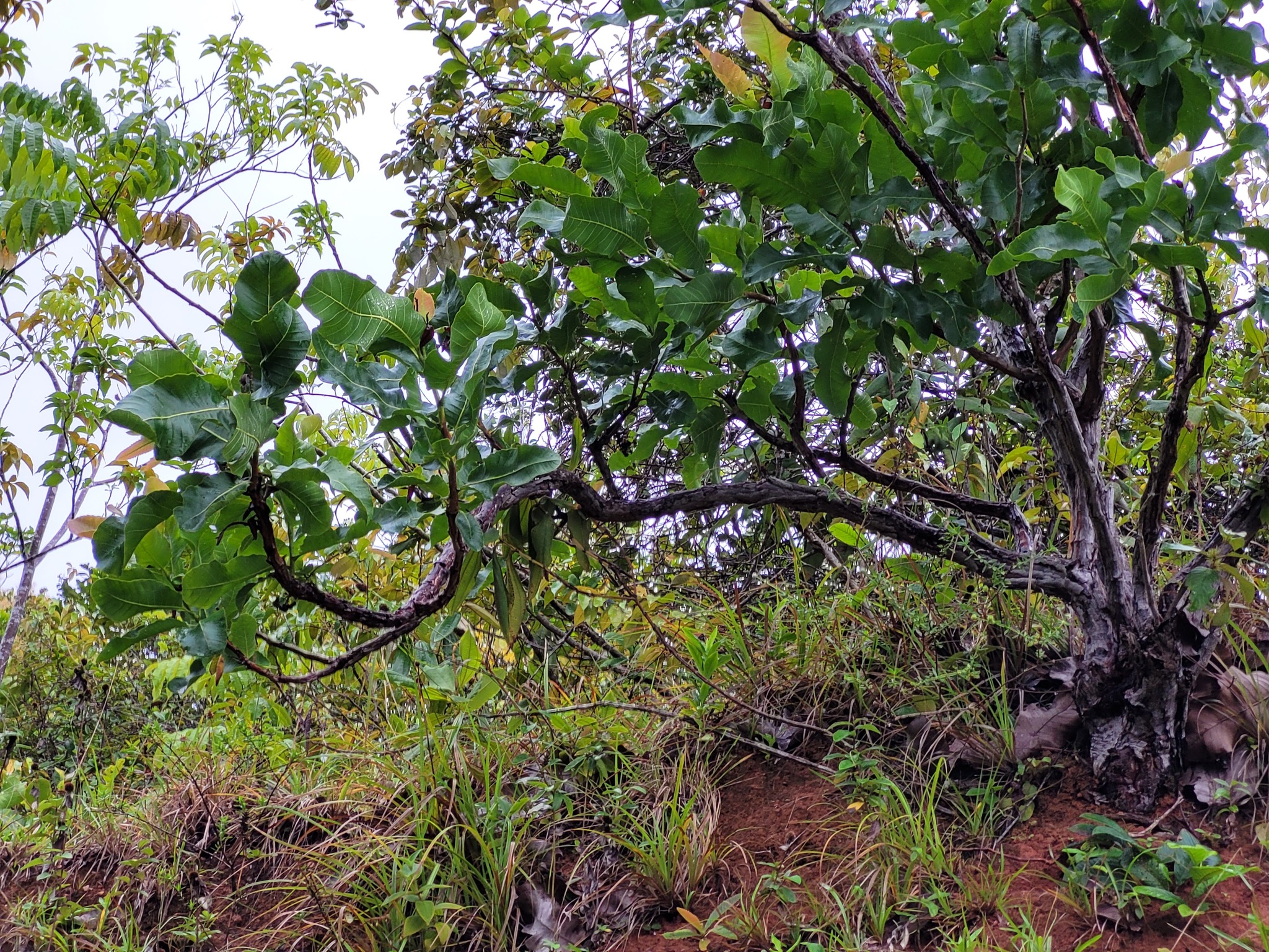 Curatella americana L.