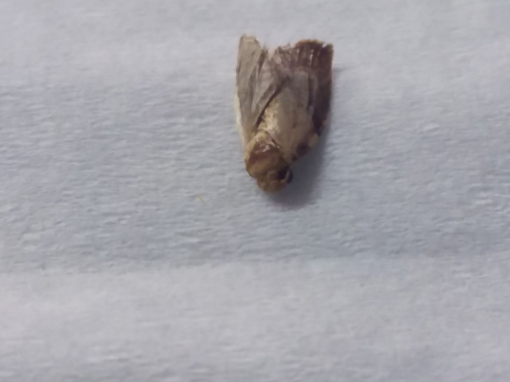 Light Brown Apple Moth from 93 Malfroy Rd, Victoria, Rotorua 3010, New ...