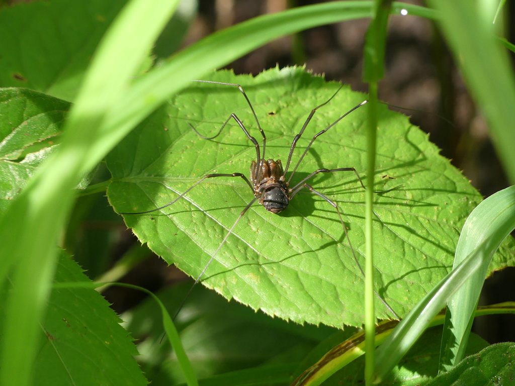 Phalangiinae from Michiru, Blantyre, Malawi on January 14, 2023 at 08: ...