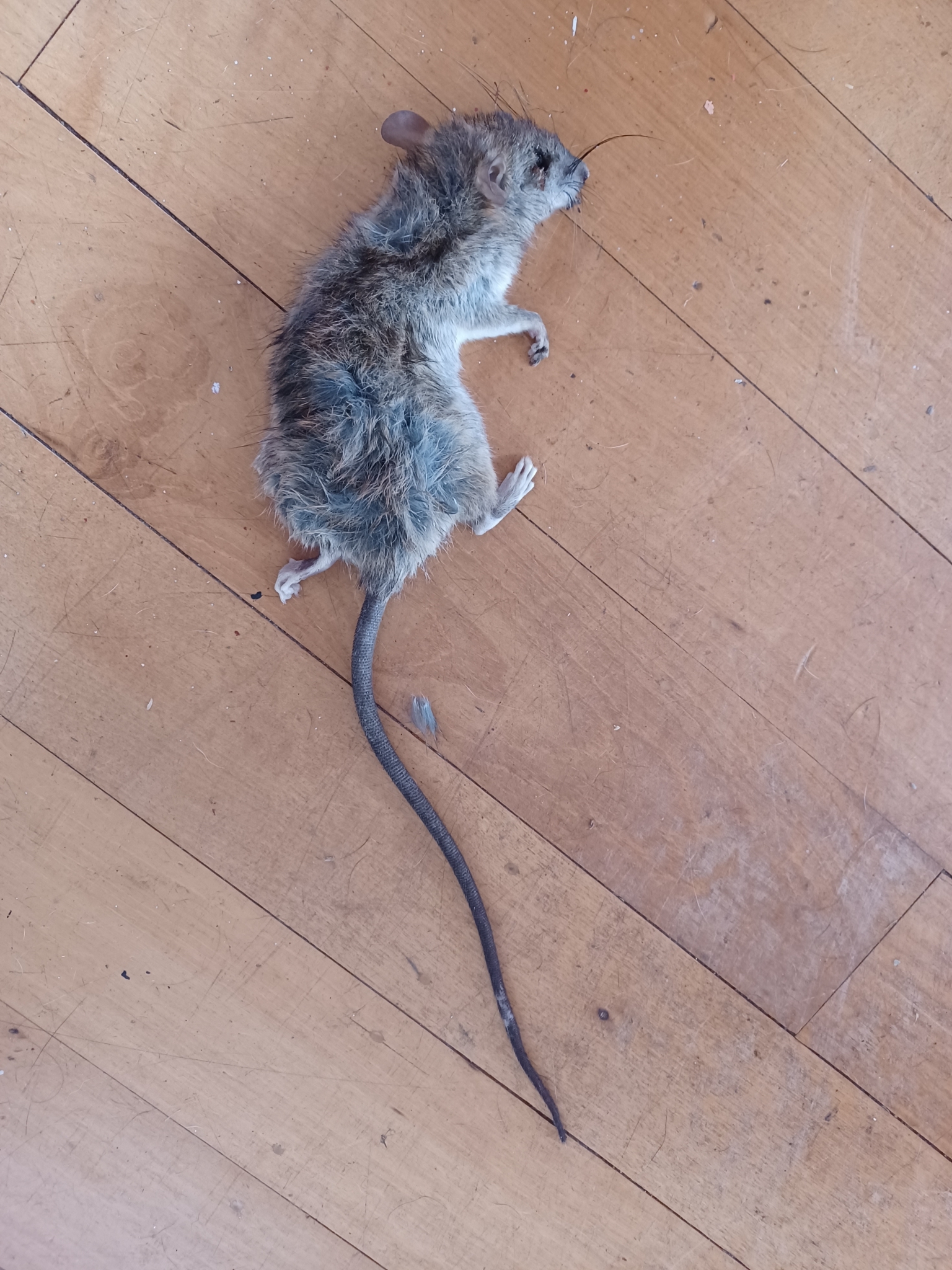 Rattus rattus (Linnaeus, 1758)