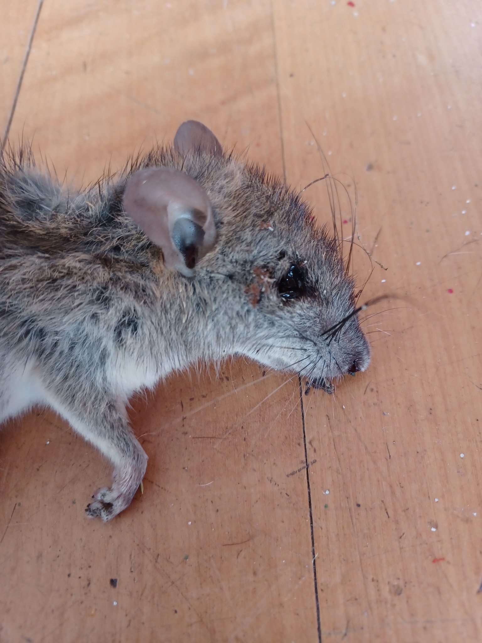 Rattus rattus (Linnaeus, 1758)
