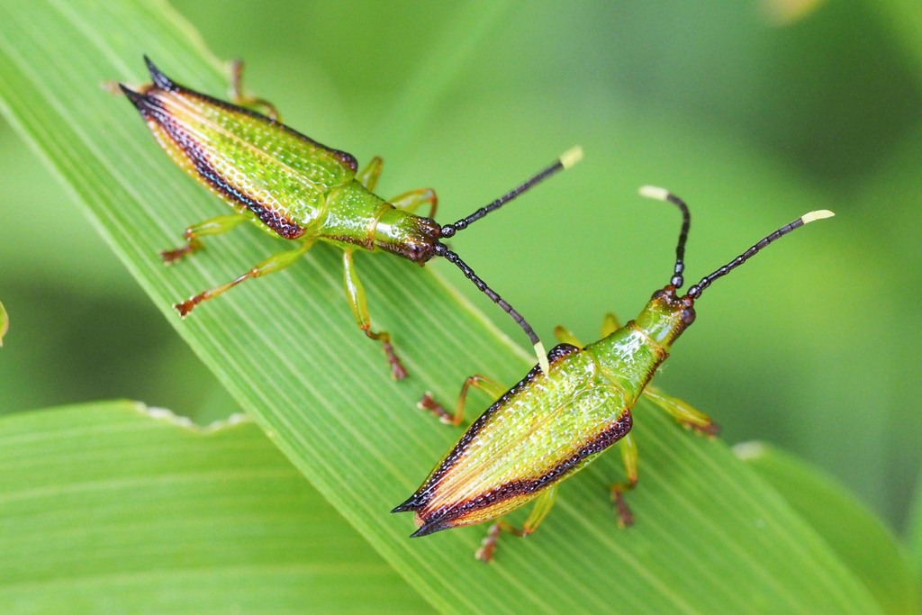 Aproida balyi from Lake MacDonald QLD 4563, Australia on December 05 ...