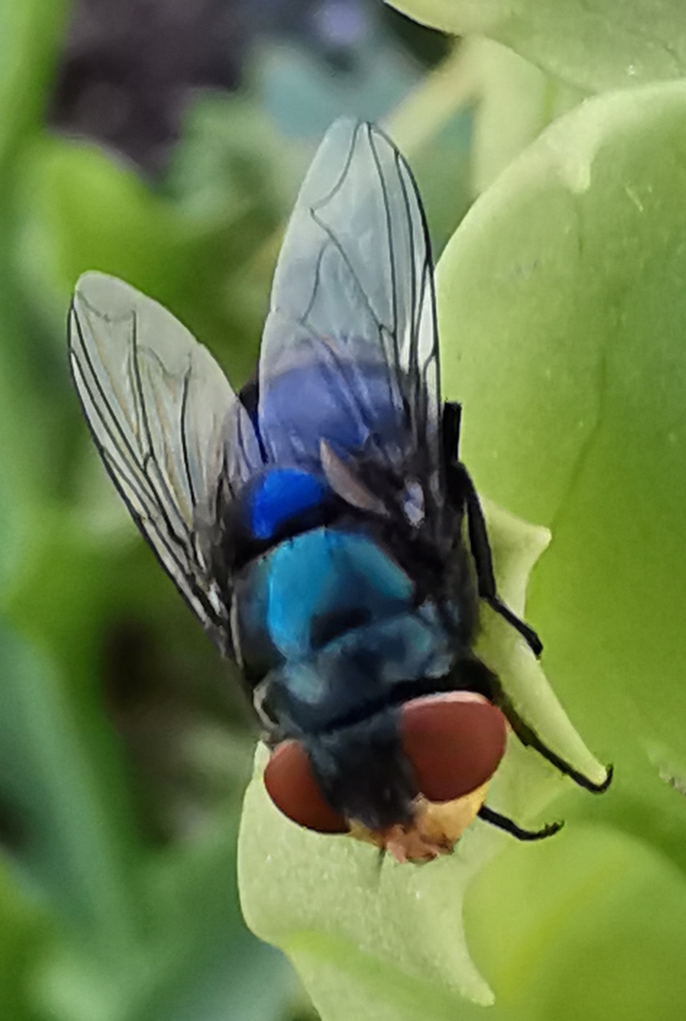 Chrysomya megacephala (Fabricius, 1794)