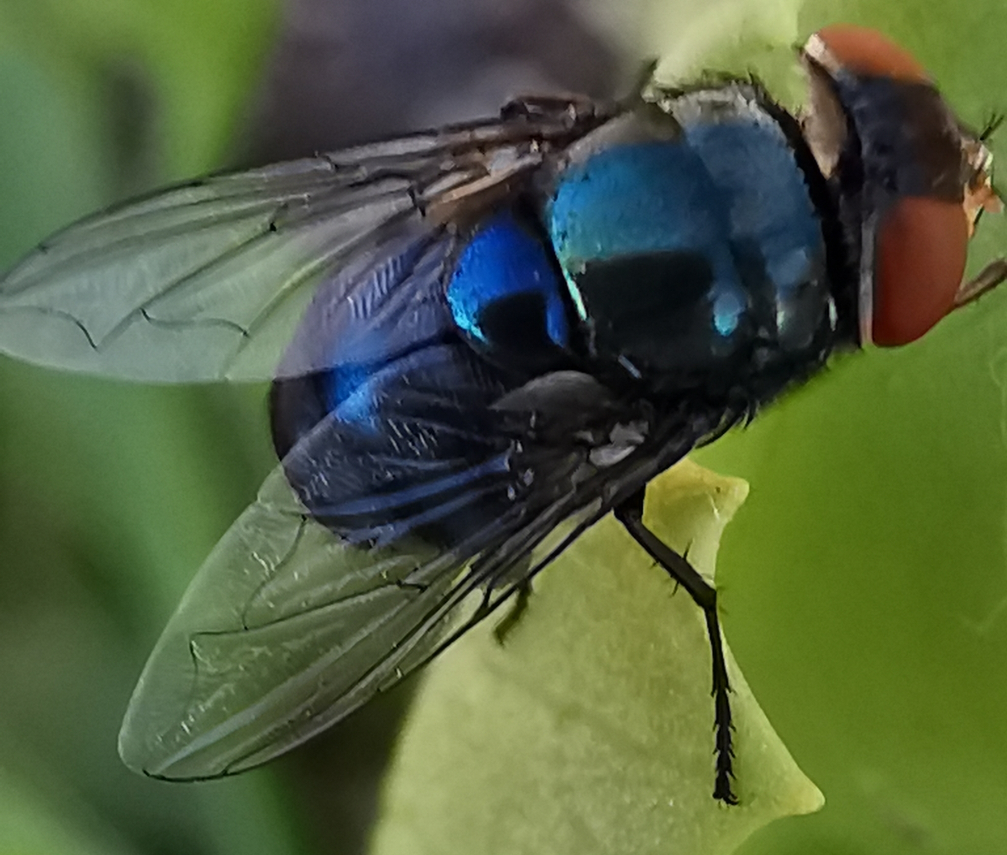 Chrysomya megacephala (Fabricius, 1794)