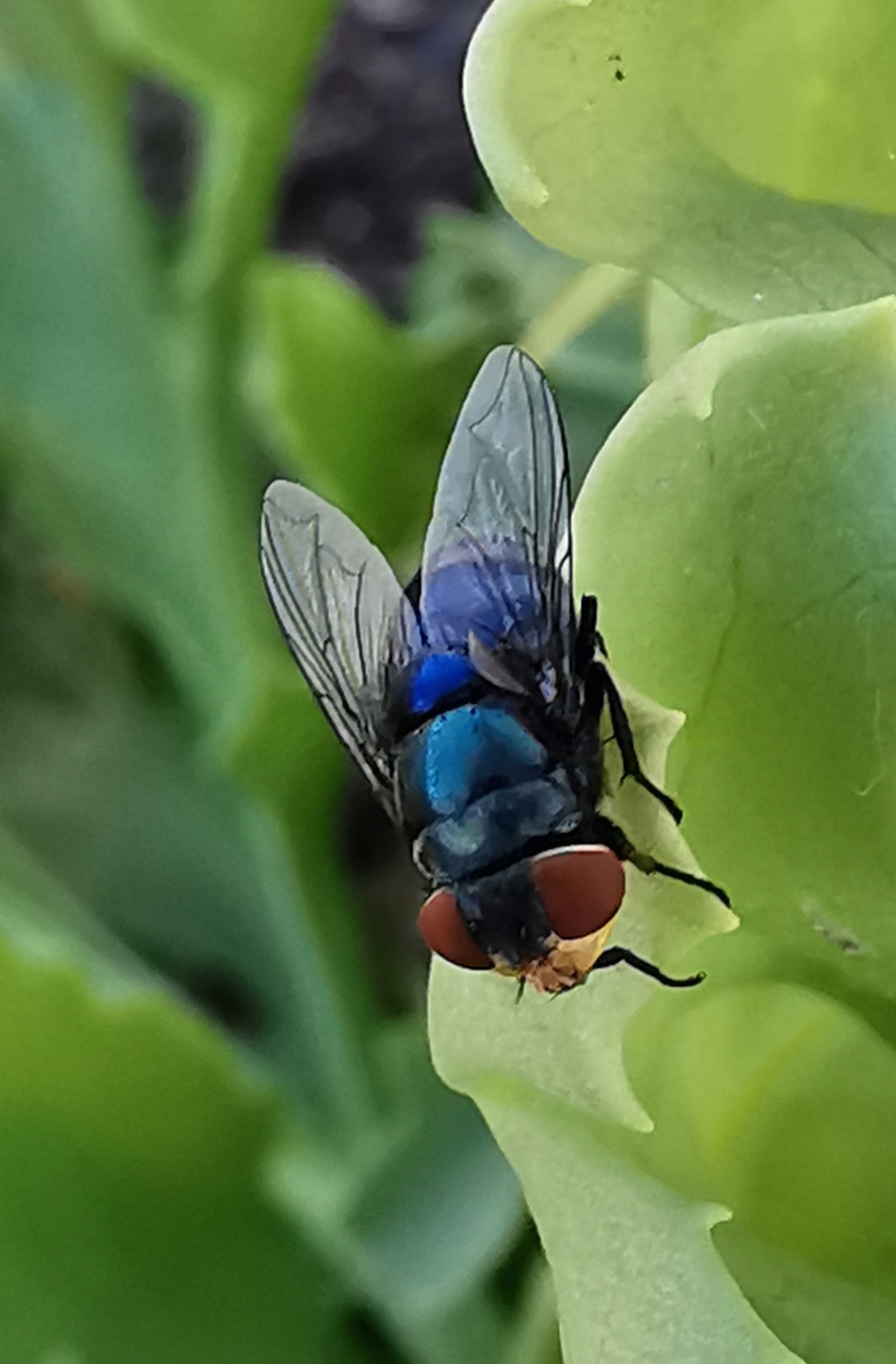 Chrysomya megacephala (Fabricius, 1794)