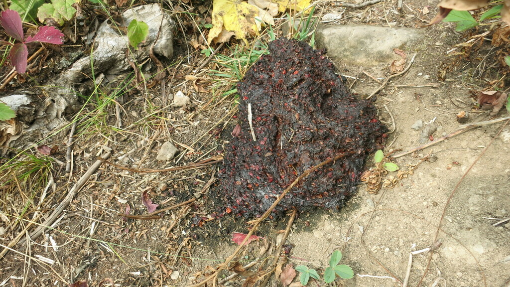 Holarctic Bears from East Kootenay, BC, Canada on September 19, 2020 at ...