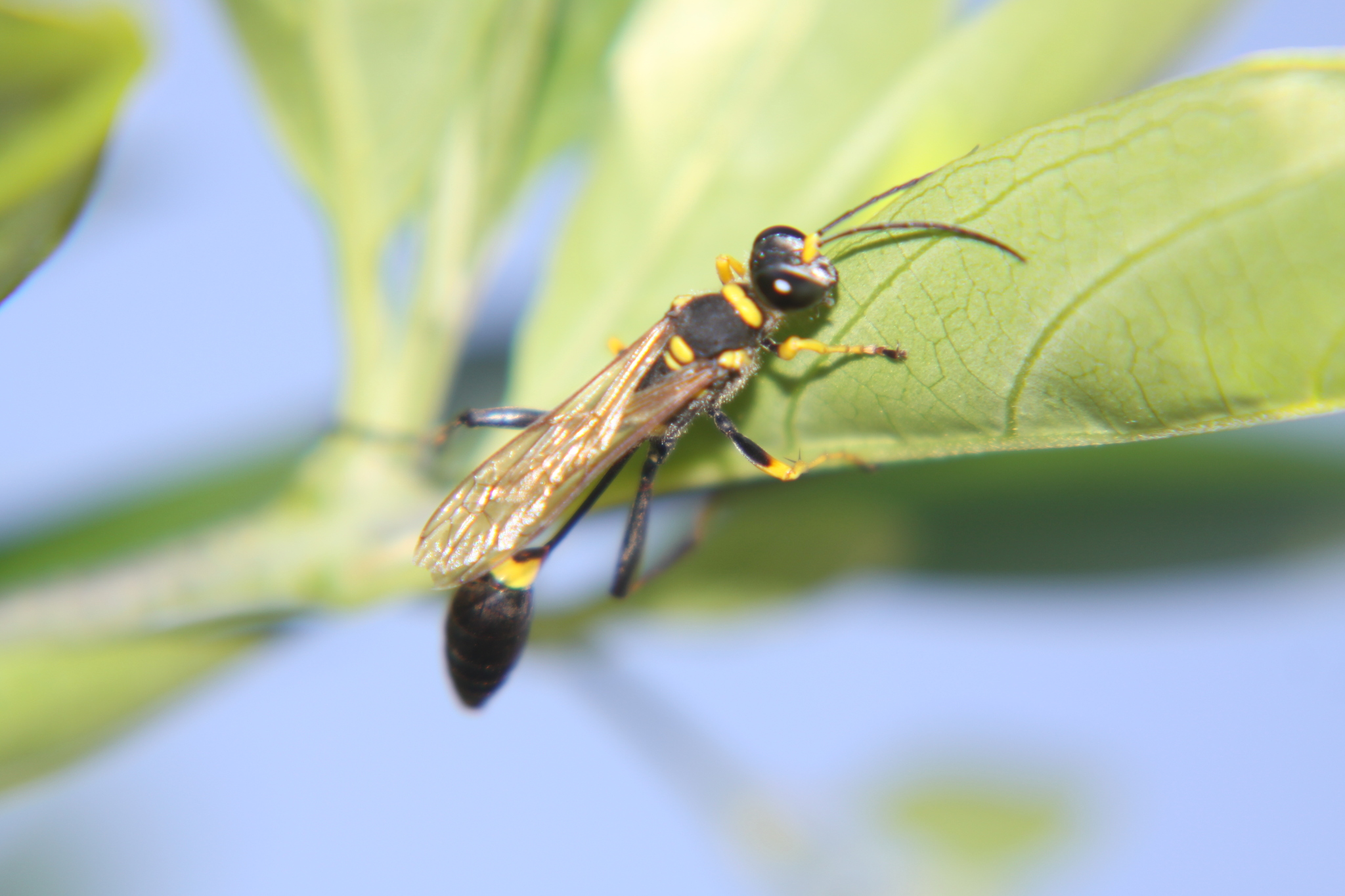 Sceliphron asiaticum (Linnaeus, 1758)