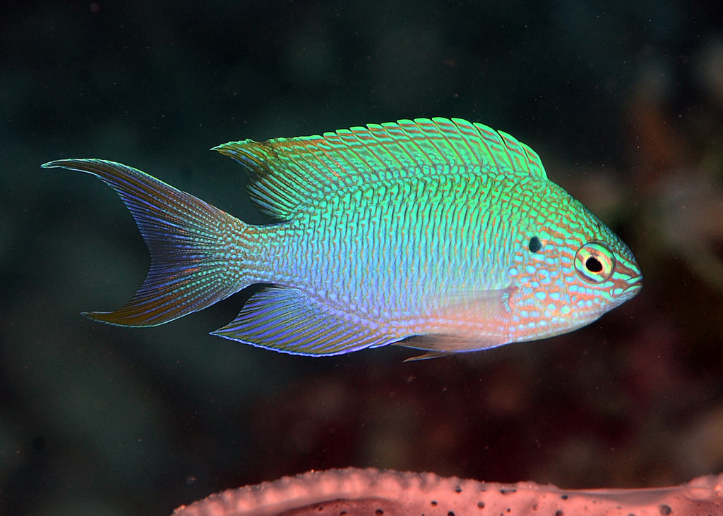 Typical Damselfishes and Anemonefishes (Pomacentrinae) - Marine Life ...