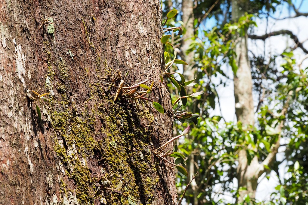 Australian Dendrobiums in December 2022 by Jesse de Vries · iNaturalist