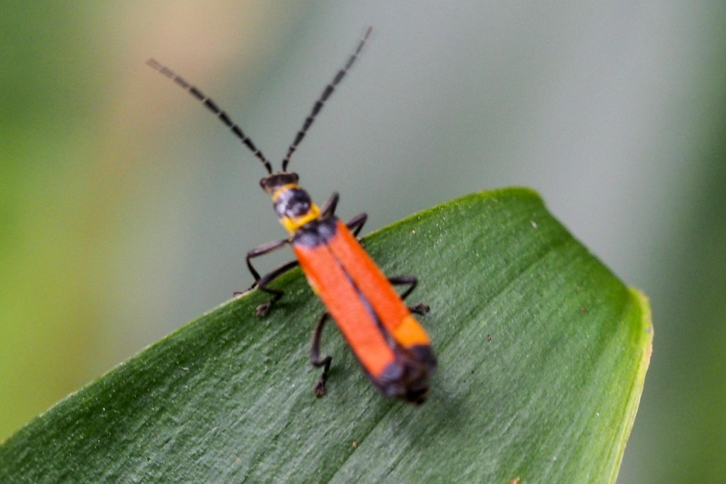 Chauliognathus atricornis from O'Reilly QLD 4275, Australia on December ...
