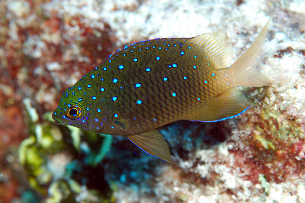 Jewel Damsel (Animals of Sainte Anne National Marine Park, Seychelles ...