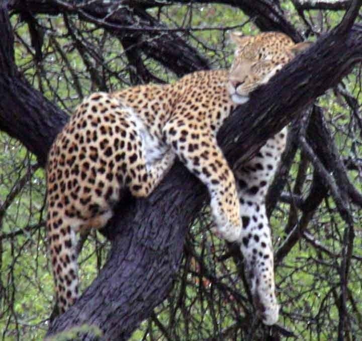 African Leopard in March 2011 by Scott Loarie. Whats your favorite kind ...